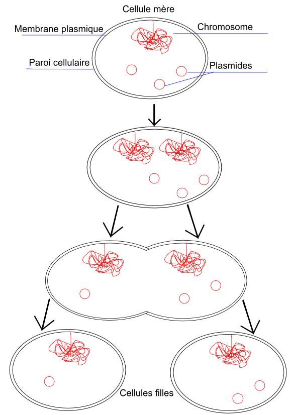 La division cellulaire (mitose et méiose) | Secondaire | Alloprof