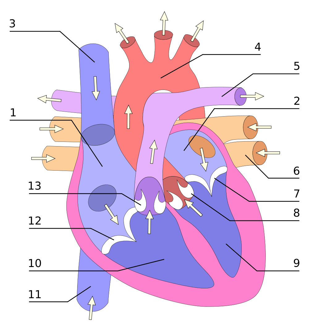 Le système circulatoire et son anatomie | Alloprof Le système circulatoire et son anatomie | Alloprof