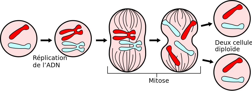 La division cellulaire (mitose et méiose) | Secondaire | Alloprof
