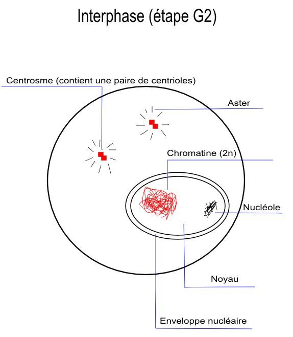Les étapes détaillées de la mitose | Secondaire | Alloprof