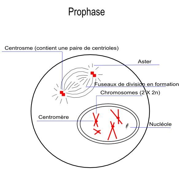 Les étapes détaillées de la mitose | Secondaire | Alloprof