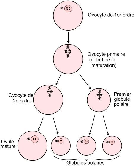 L'ovogenèse | Alloprof