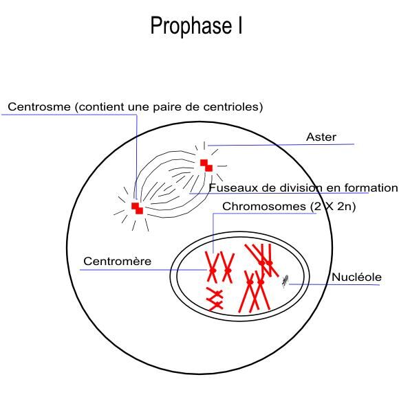 Les étapes détaillées de la méiose | Alloprof