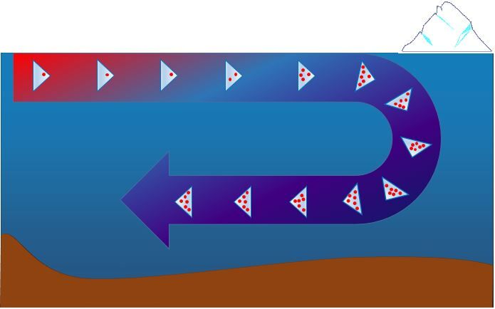 La circulation océanique | Alloprof
