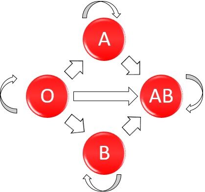 Les groupes sanguins et la compatibilité sanguine | Alloprof