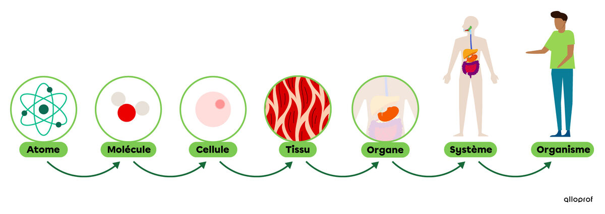 Le corps humain | Alloprof