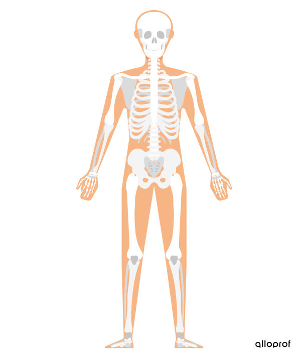 Le système musculosquelettique | Alloprof