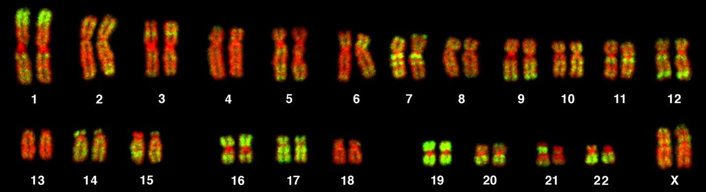DNA, Genes, and Chromosomes | Secondaire | Alloprof