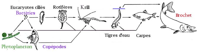 Les chaines alimentaires | Alloprof