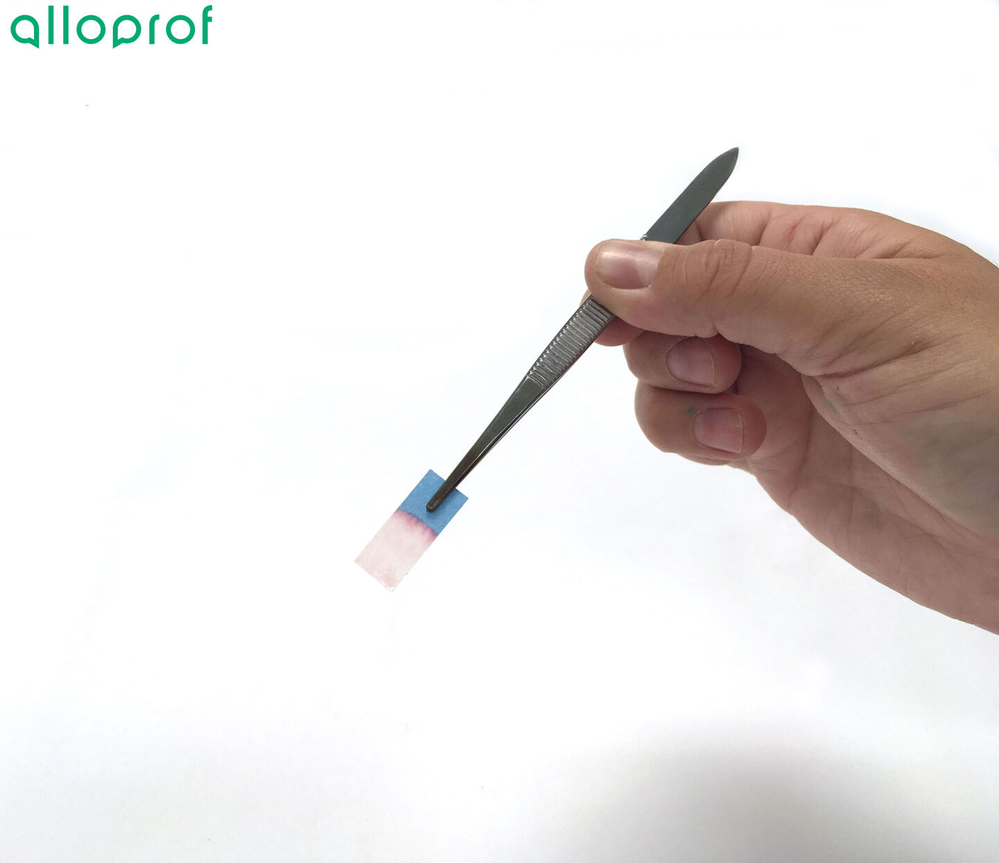 La détection de l'eau dans une solution | Alloprof