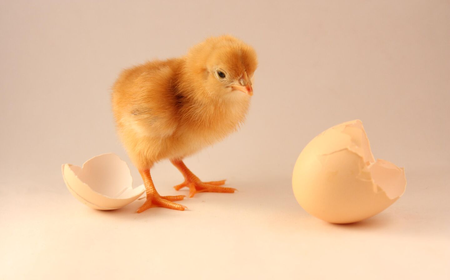 La croissance des animaux | Primaire | Alloprof