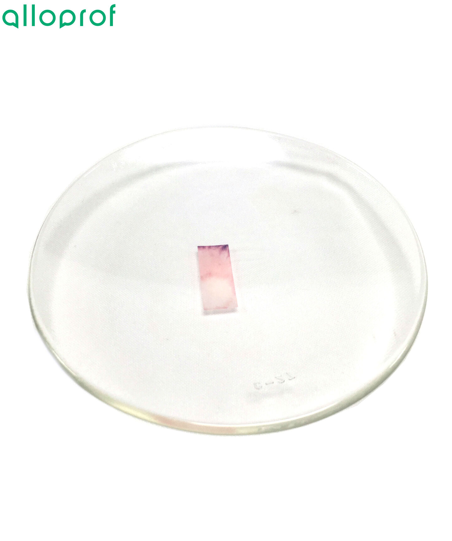 La détection de l'eau dans une solution | Alloprof