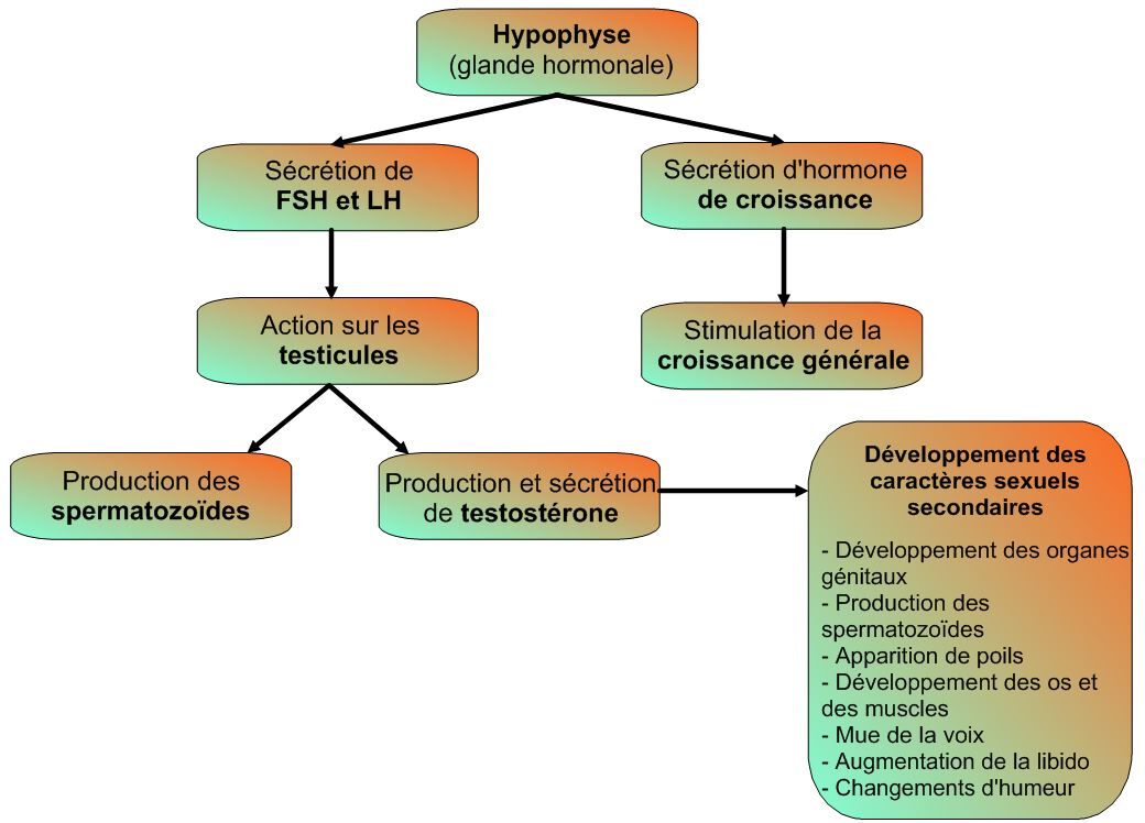 Les glandes hormonales et la puberté masculine | Secondaire | Alloprof