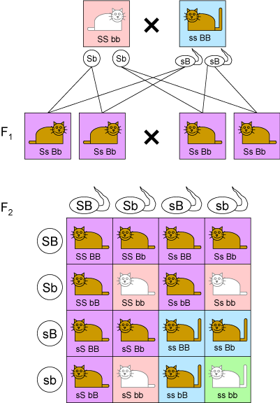 Les croisements (les lois de Mendel) | Alloprof