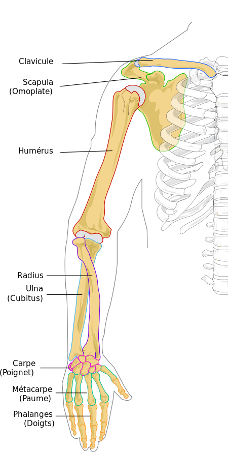 Le squelette et les os | Secondaire | Alloprof