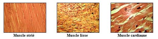 Les muscles | Secondaire | Alloprof