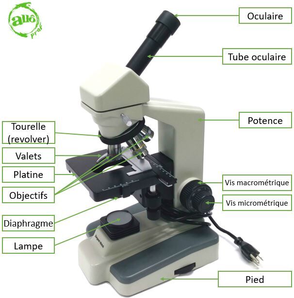 L'utilisation du microscope | Secondaire | Alloprof
