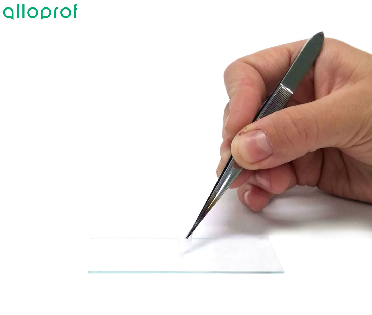 L'utilisation du microscope | Secondaire | Alloprof