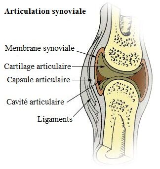 Les articulations cartilagineuse et synoviale | Alloprof