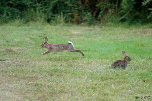 Movement of Living Things | Primaire | Alloprof