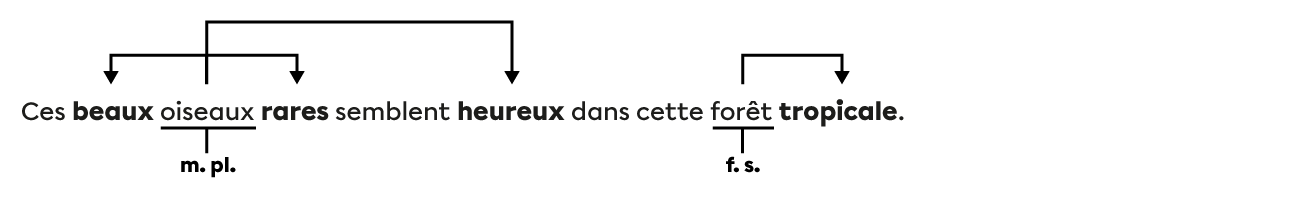 L’adjectif | Secondaire | Alloprof