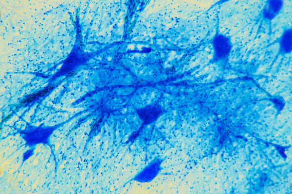 Les tissus et les organes | Alloprof