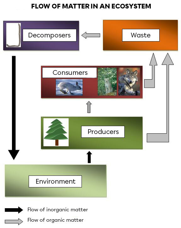 Trophic Relationships and Flow of Matter | Secondaire | Alloprof