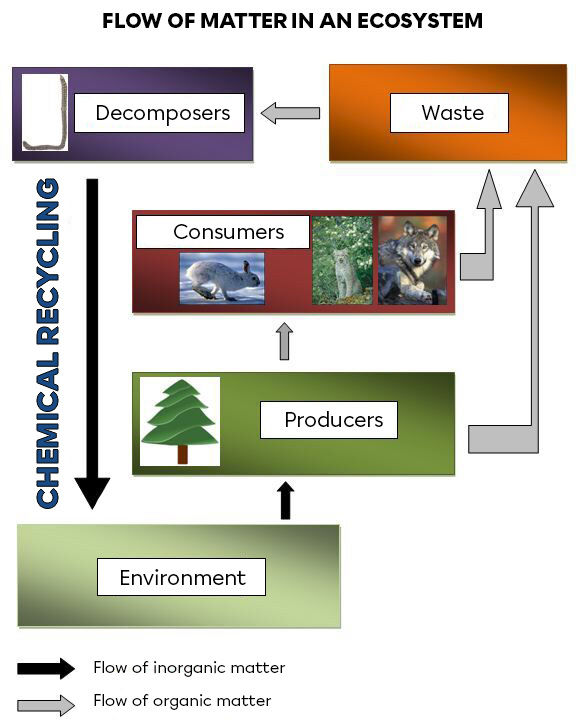 Trophic Relationships and Flow of Matter | Secondaire | Alloprof