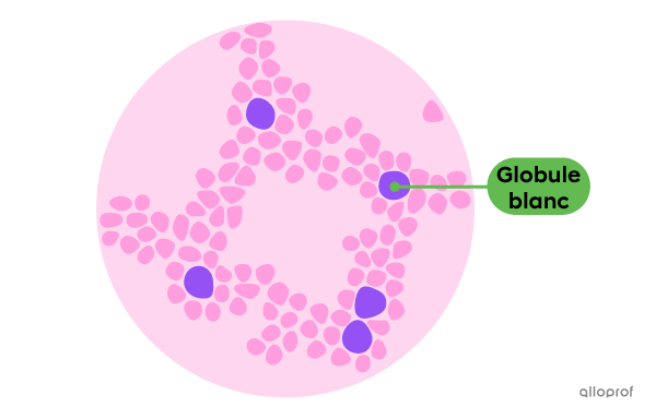 L'endocytose et l'exocytose (notions avancées) | Secondaire | Alloprof
