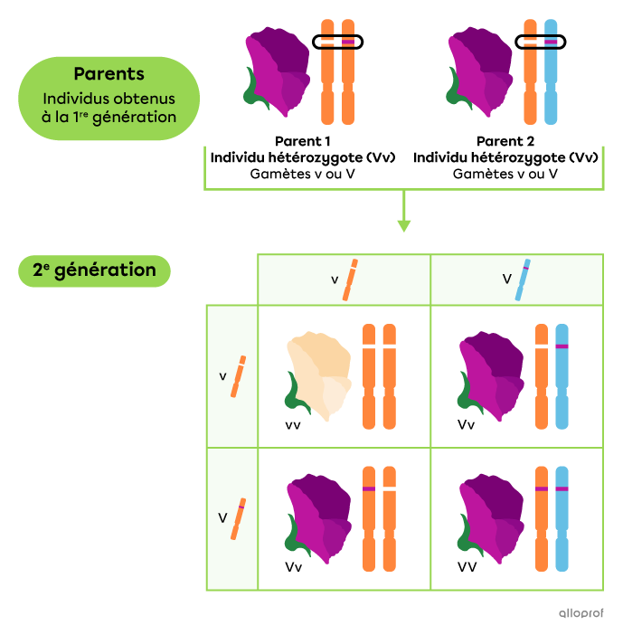 Les croisements (les lois de Mendel) | Secondaire | Alloprof