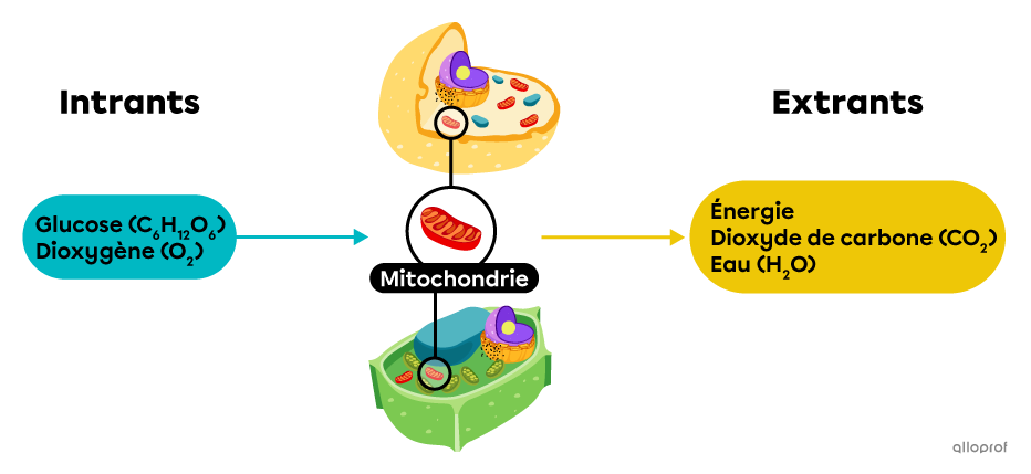 Les intrants et les extrants cellulaires | Secondaire | Alloprof