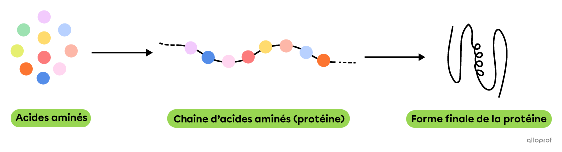 La synthèse des protéines | Secondaire | Alloprof