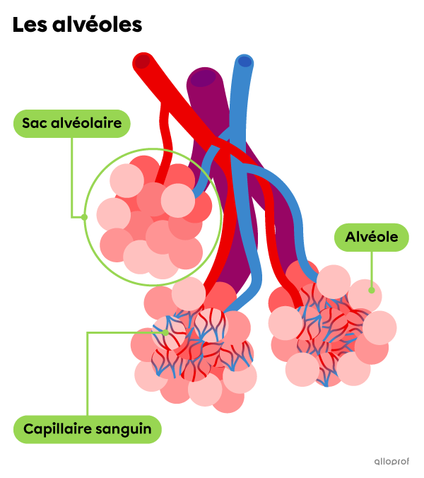 Le système respiratoire et son anatomie | Secondaire | Alloprof