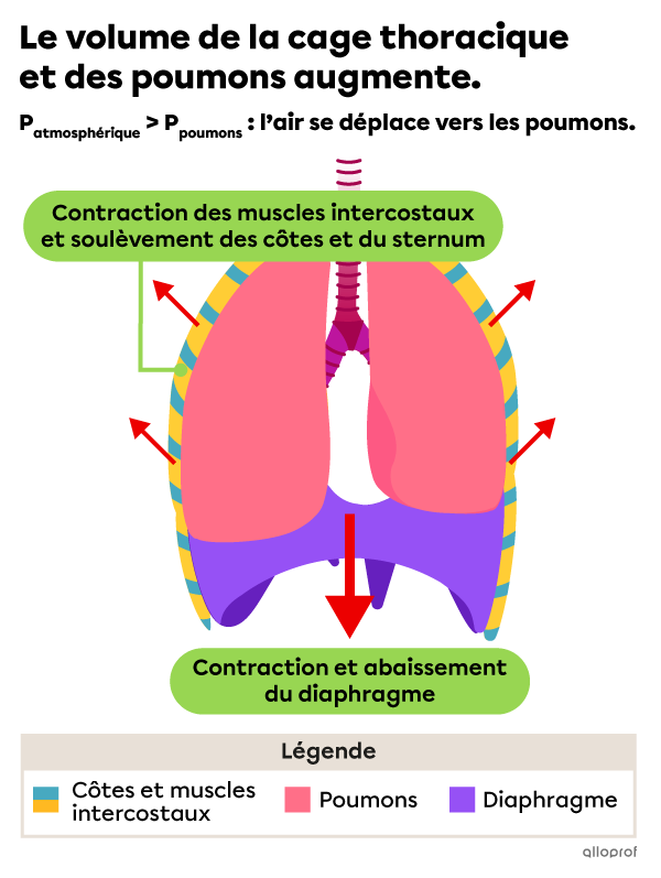 Les mécanismes de la respiration (inspiration et expiration ...