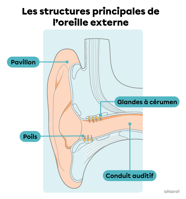 L'oreille, l'ouïe et l'équilibre | Secondaire | Alloprof