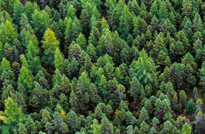 Les caractéristiques du territoire forestier | Secondaire | Alloprof
