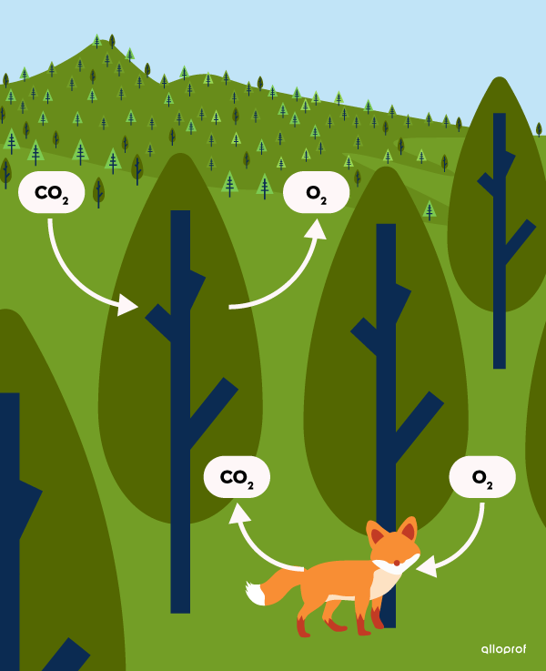 The Characteristics of Forest Regions | Secondaire | Alloprof