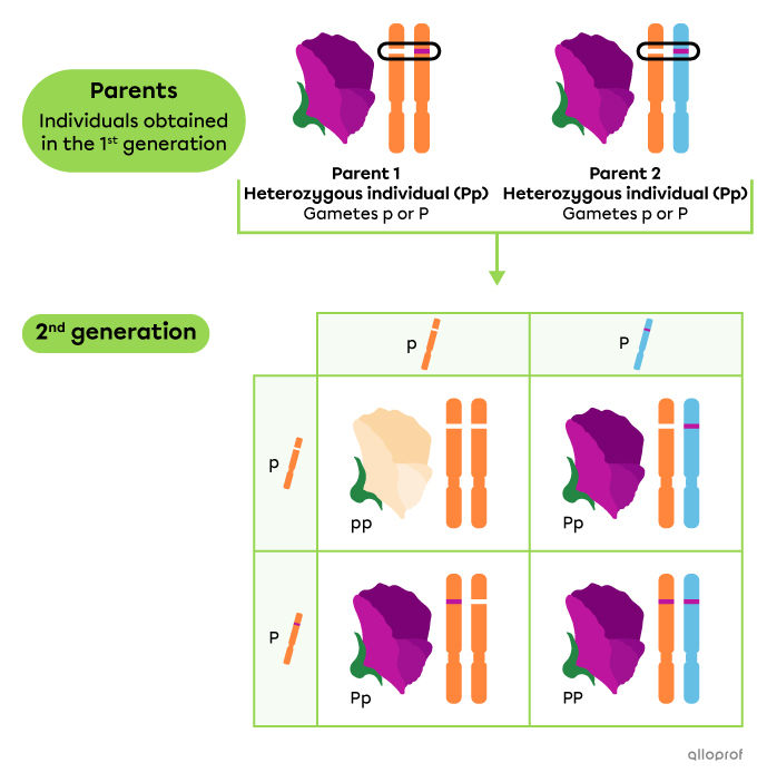 Crossbreeding (Mendel's Laws) | Secondaire | Alloprof