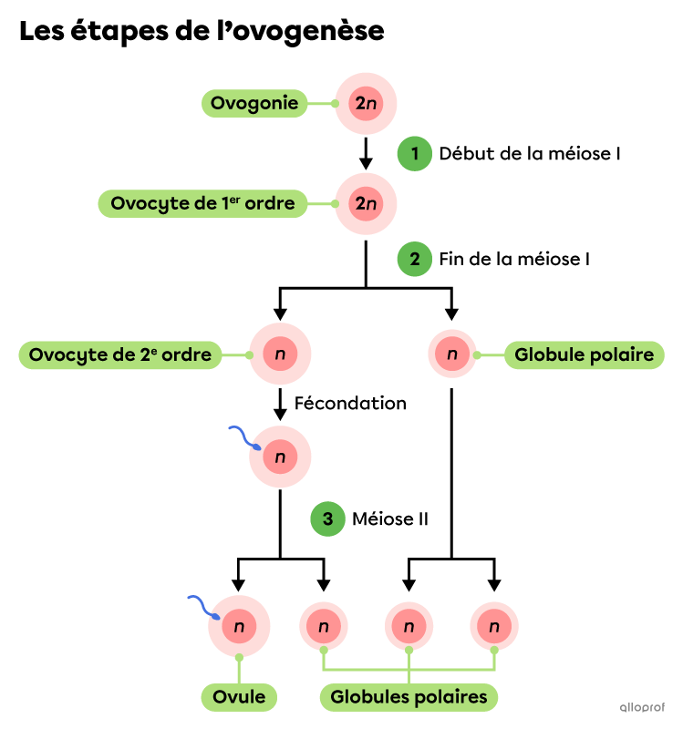 L'ovogenèse | Secondaire | Alloprof