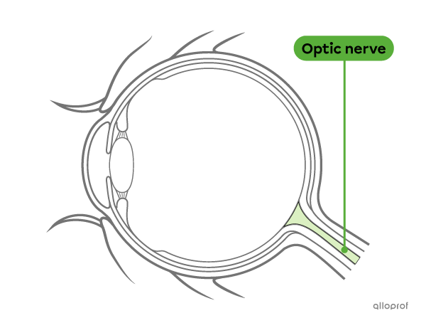 Eyes and Vision | Secondaire | Alloprof