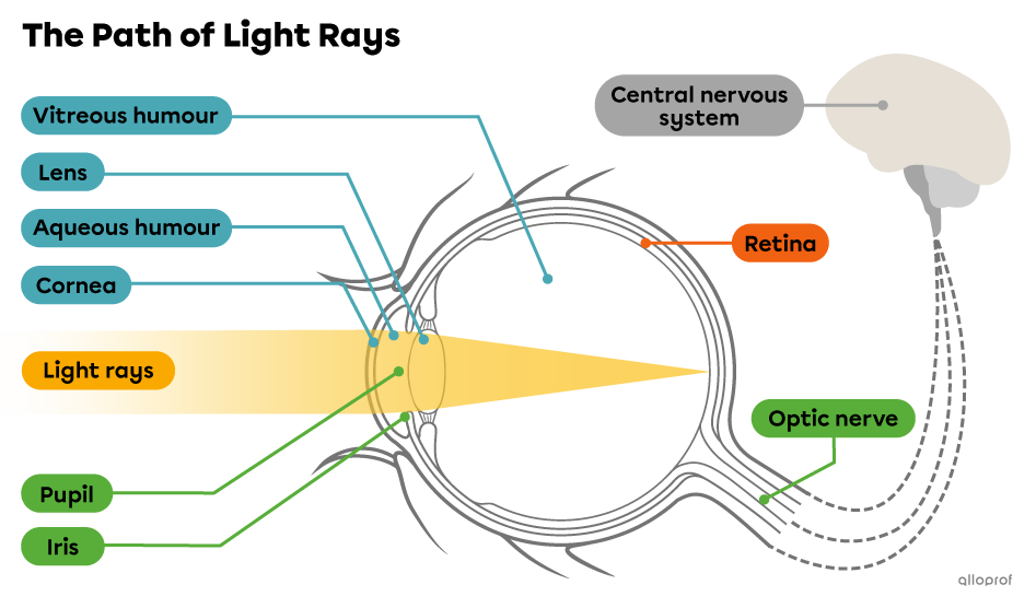 Eyes and Vision | Secondaire | Alloprof