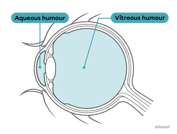 Eyes and Vision | Secondaire | Alloprof