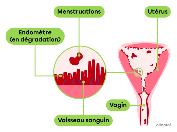 Le cycle ovarien et le cycle menstruel | Secondaire | Alloprof