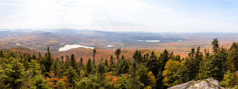 Quebec’s Forest Regions | Secondaire | Alloprof