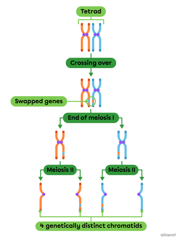 The Phases of Meiosis (Advanced Concepts) | Secondaire | Alloprof