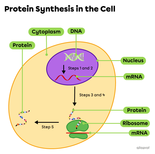 Protein Synthesis | Secondaire | Alloprof
