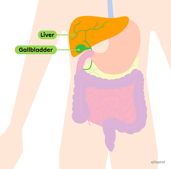 The Digestive System and Anatomy | Secondaire | Alloprof
