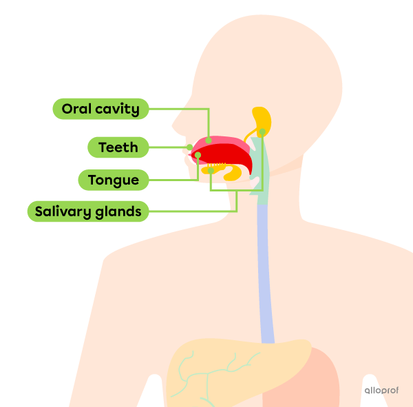 The Digestive System and Anatomy | Secondaire | Alloprof