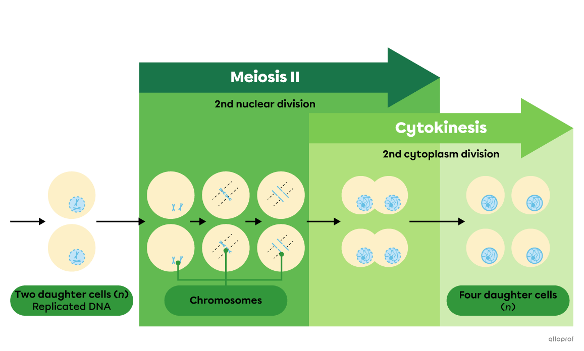 Cell Division (Mitosis and Meiosis) | Secondaire | Alloprof