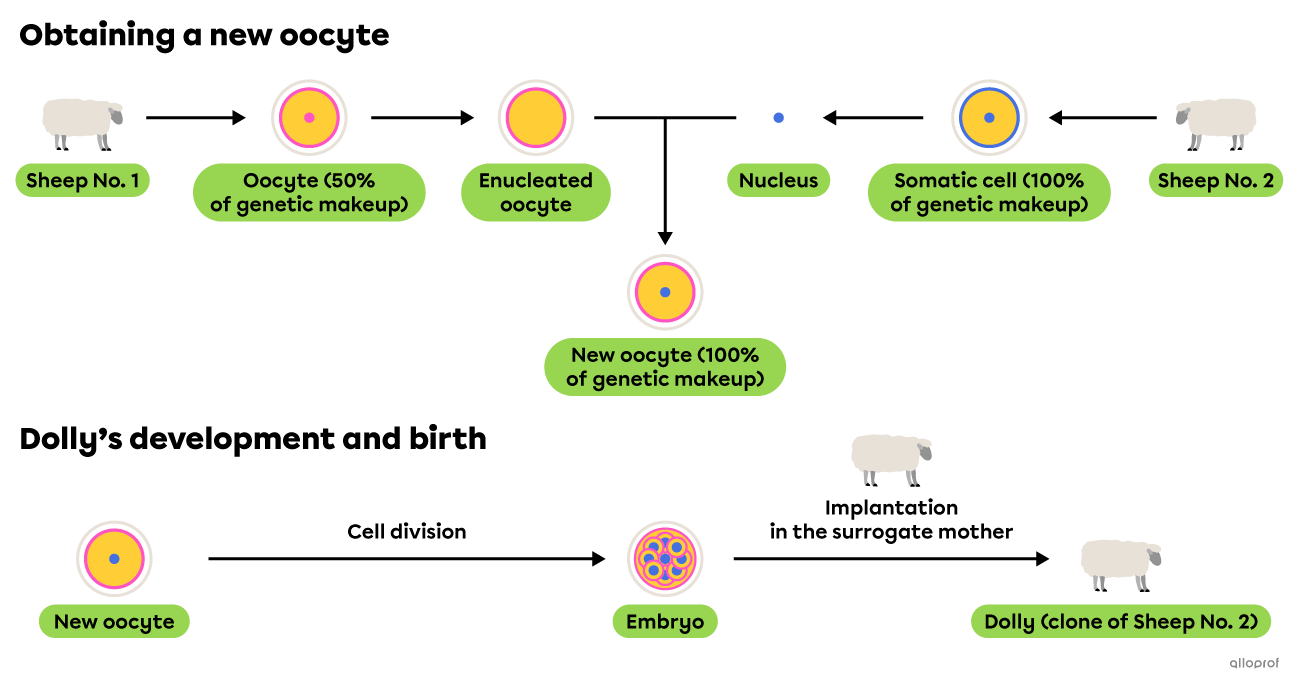 Cloning | Secondaire | Alloprof